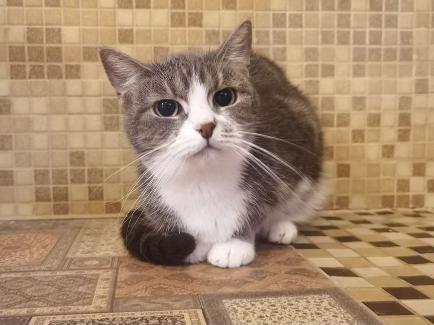 Шикарная малышка в добрые руки