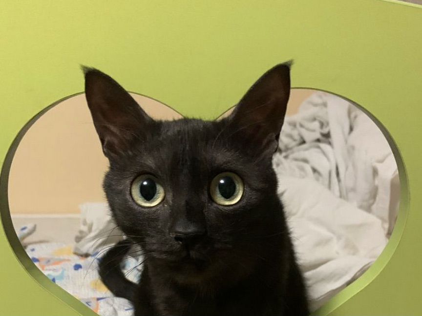Отдам кота в добрые руки