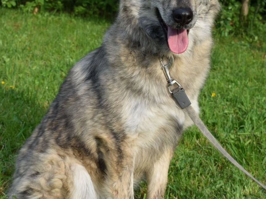 Серая красотка Айка 1,5 года ищет дом