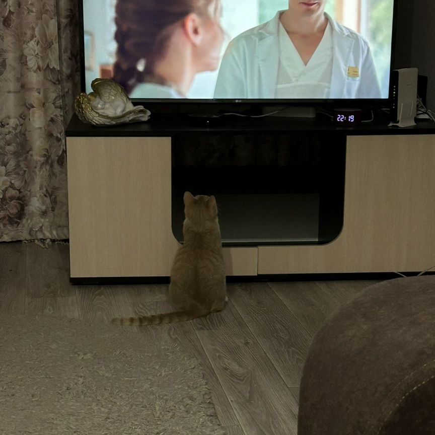Котики бесплатно в добрые руки
