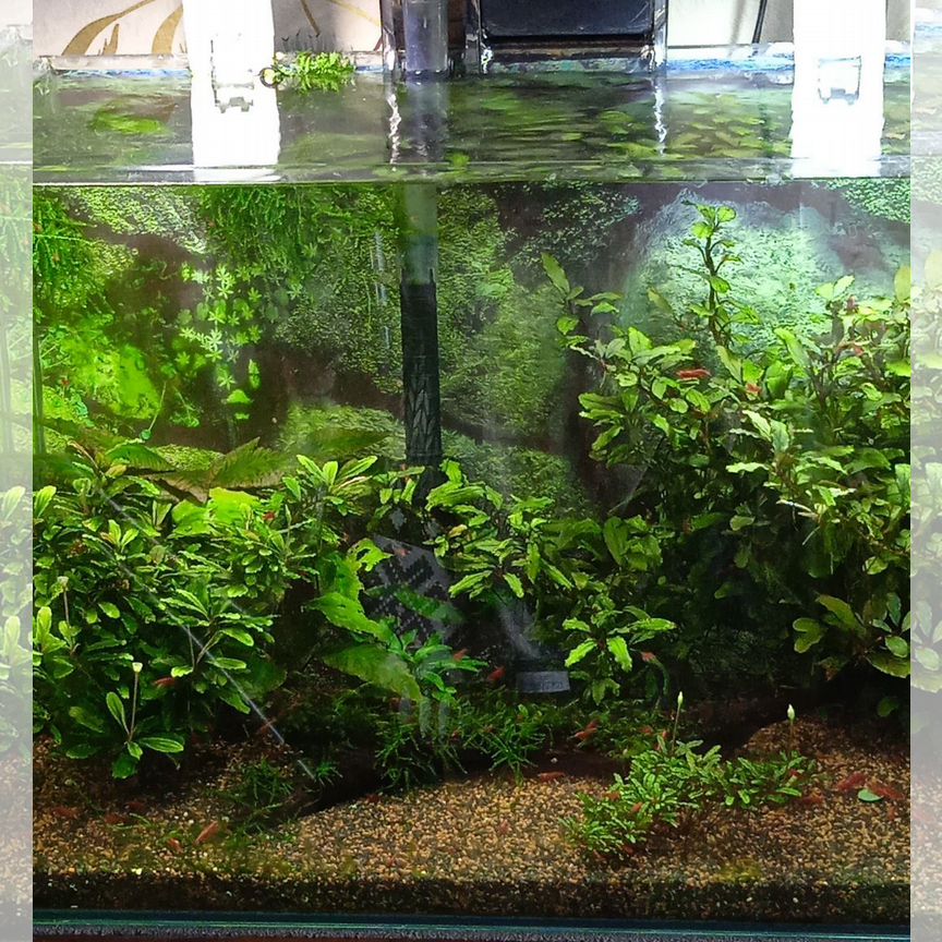 Креветочник с растениями и креветками