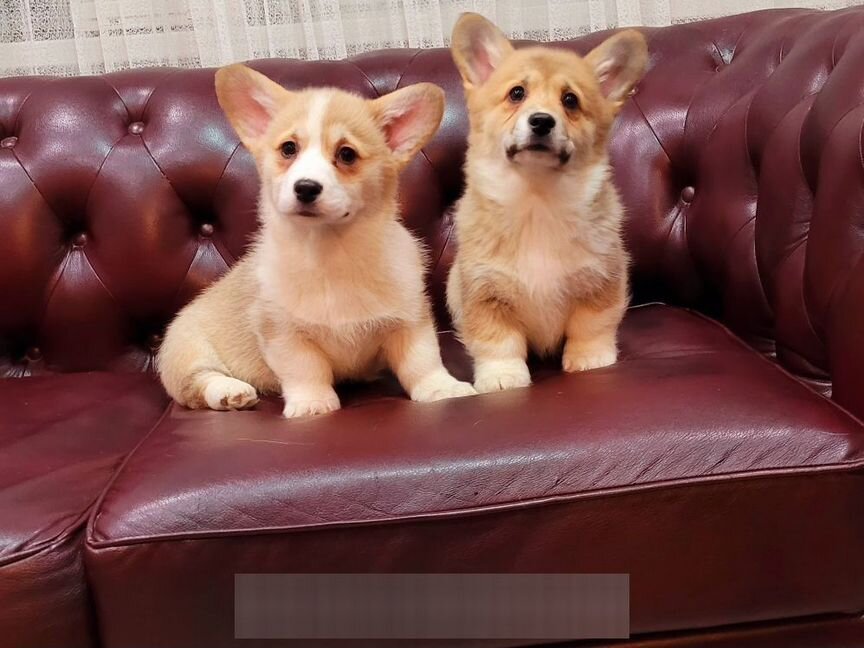 Щенки корги