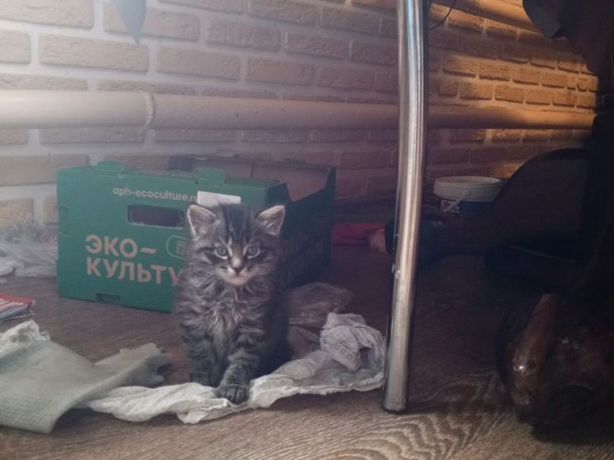 Котята в добрые руки