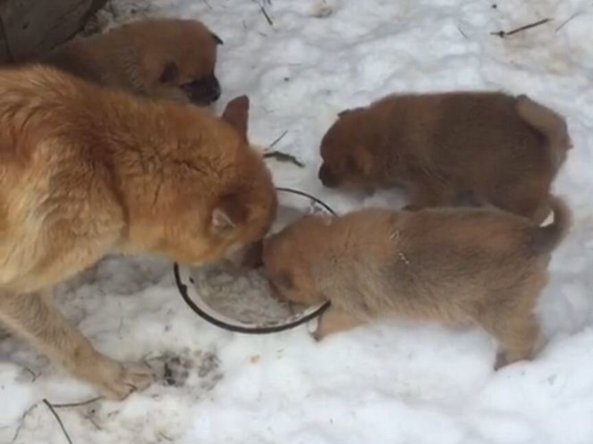 Карело финская лайка