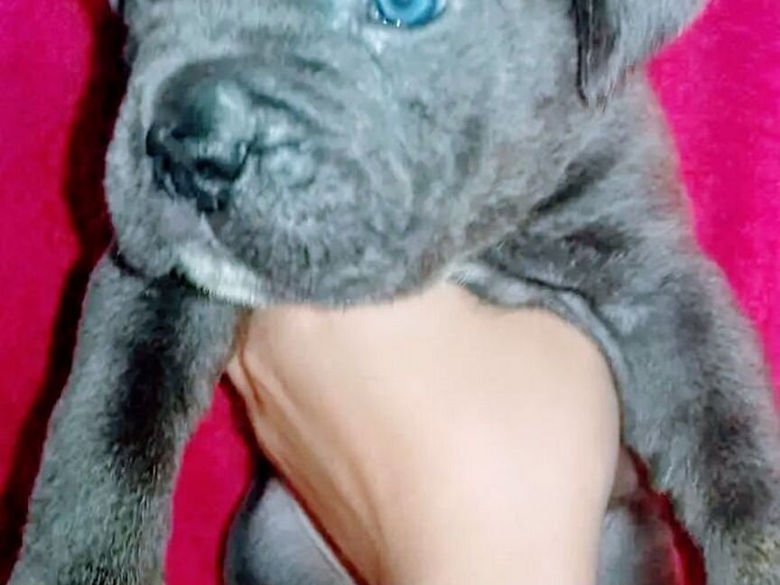 Щенки коне Корсо