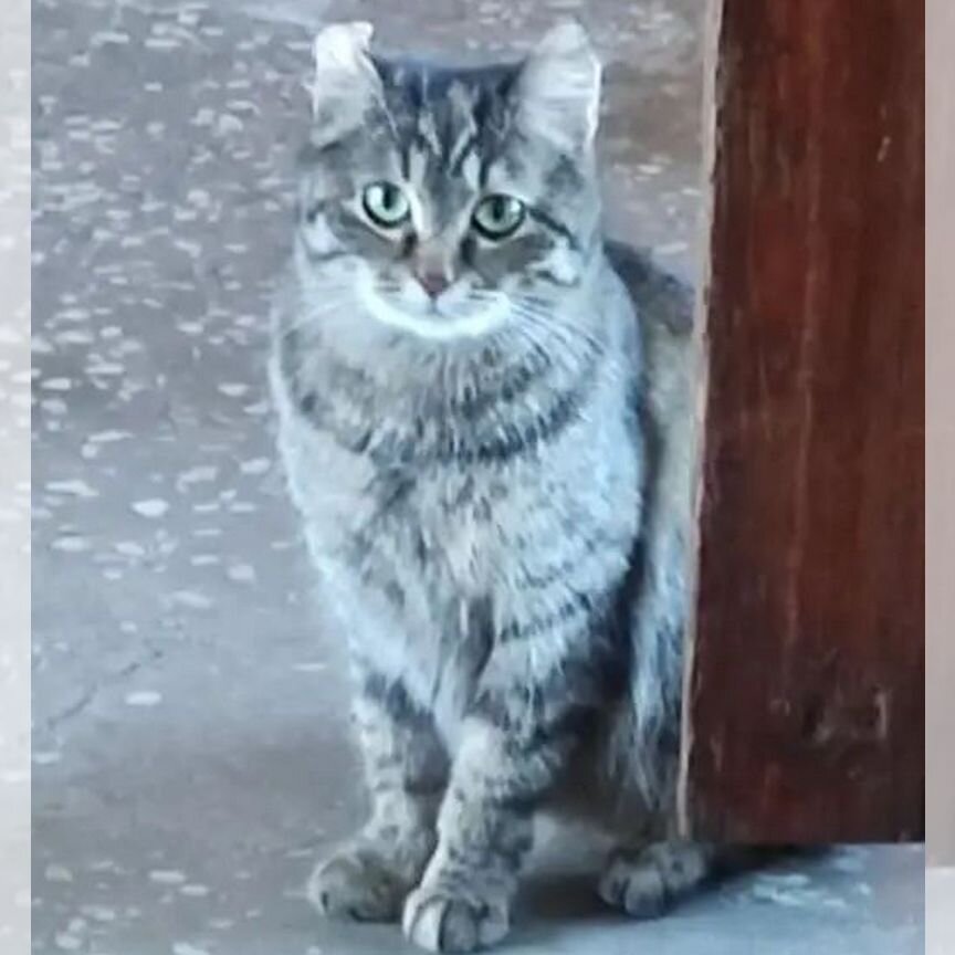 Взрослая, кошка в добрые руки