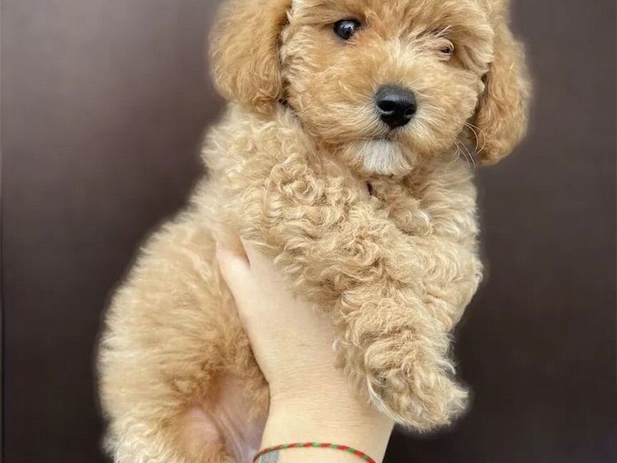 Щенки мальтипу f1 мини