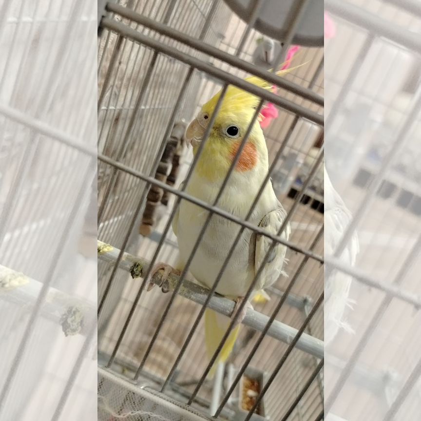 Попугай корелла мальчик