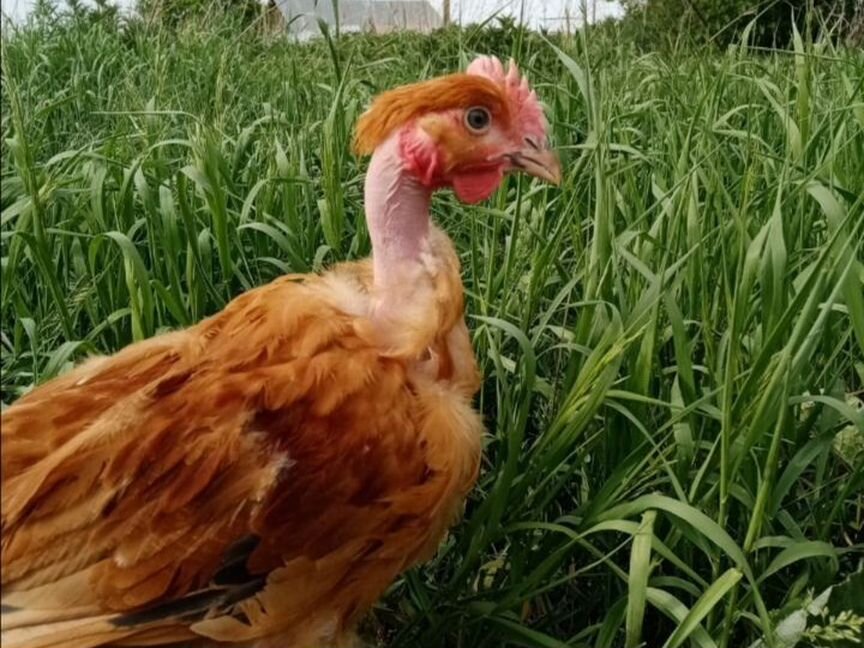 Куры молодки