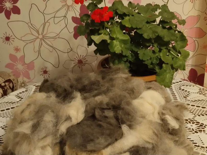 Собачий пух