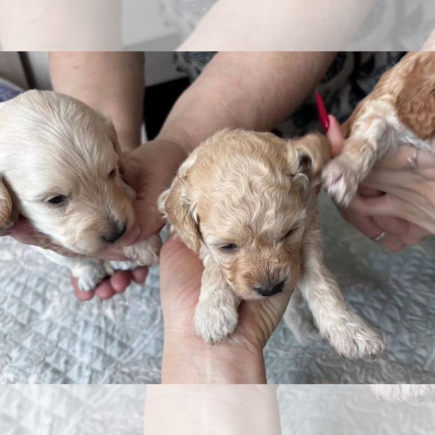 Той-пудель, щенок