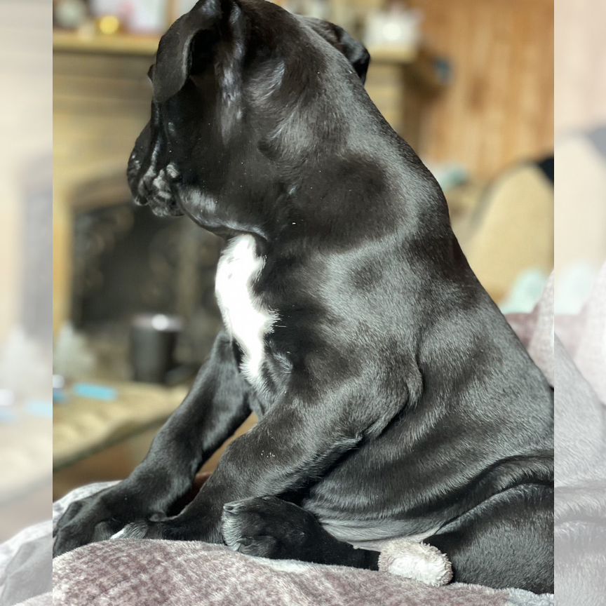 Кане-корсо, щенок