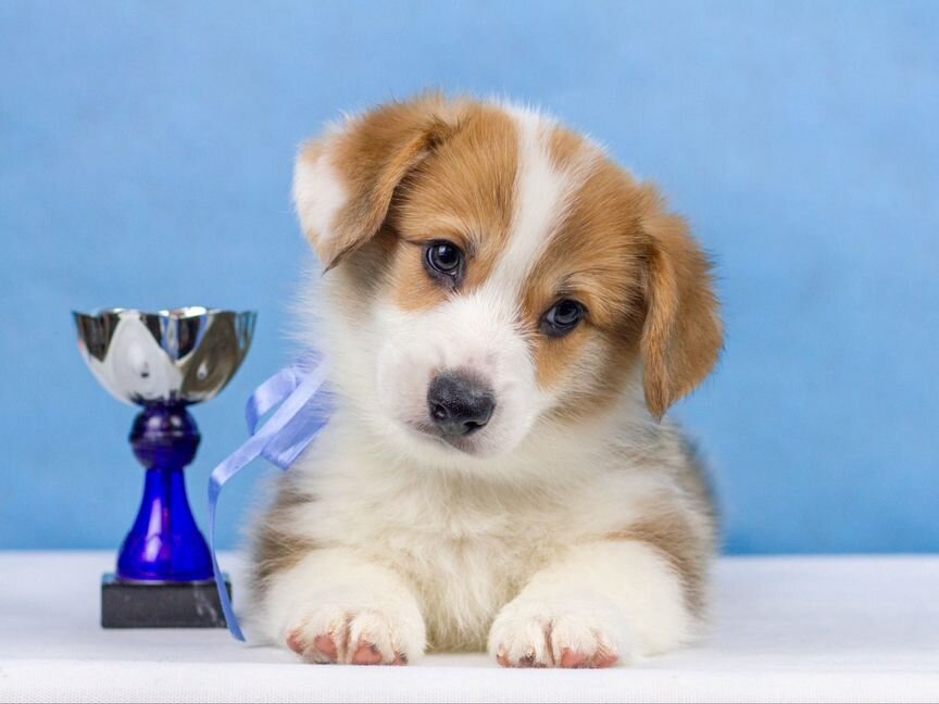 Шикарный парень для Любви