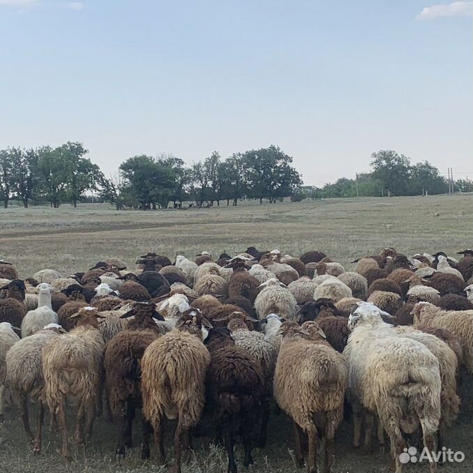 Продаются баранчики зимние весенние
