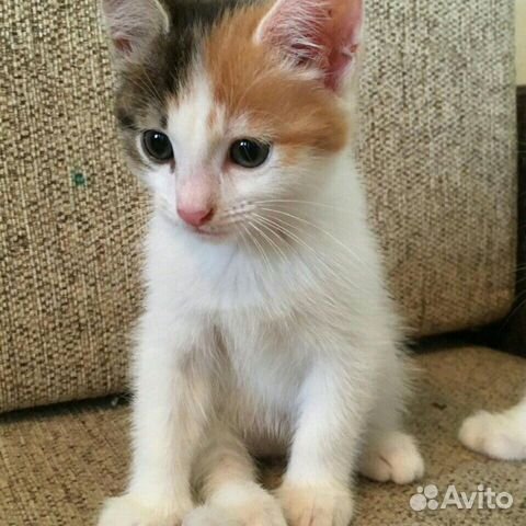 Котенок Матрена 3 мес