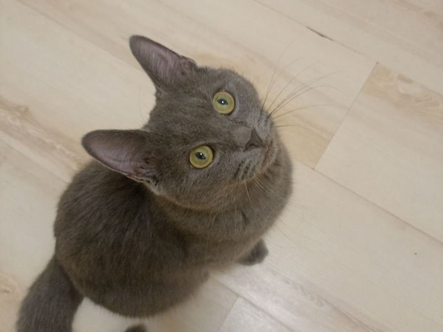 Найдена кот котенок