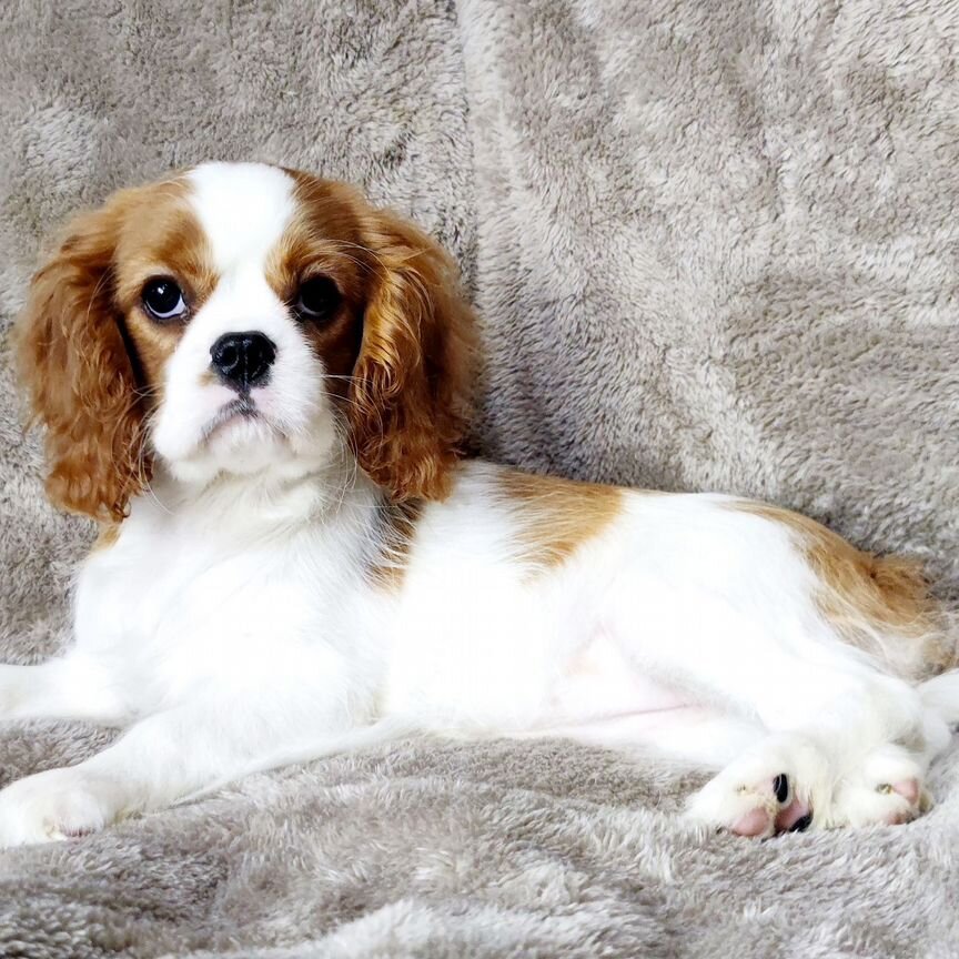 Кавалер кинг-чарльз-спаниель, щенок