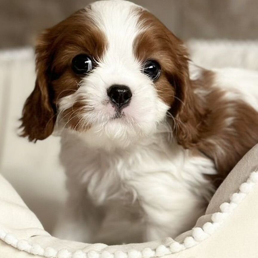 Кавалер кинг-чарльз-спаниель, щенок