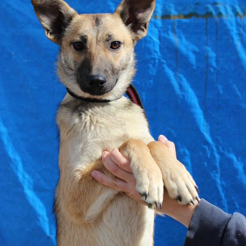 Маленький щенок Креветка не должна быть в приюте
