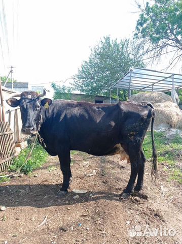 Корова дойная