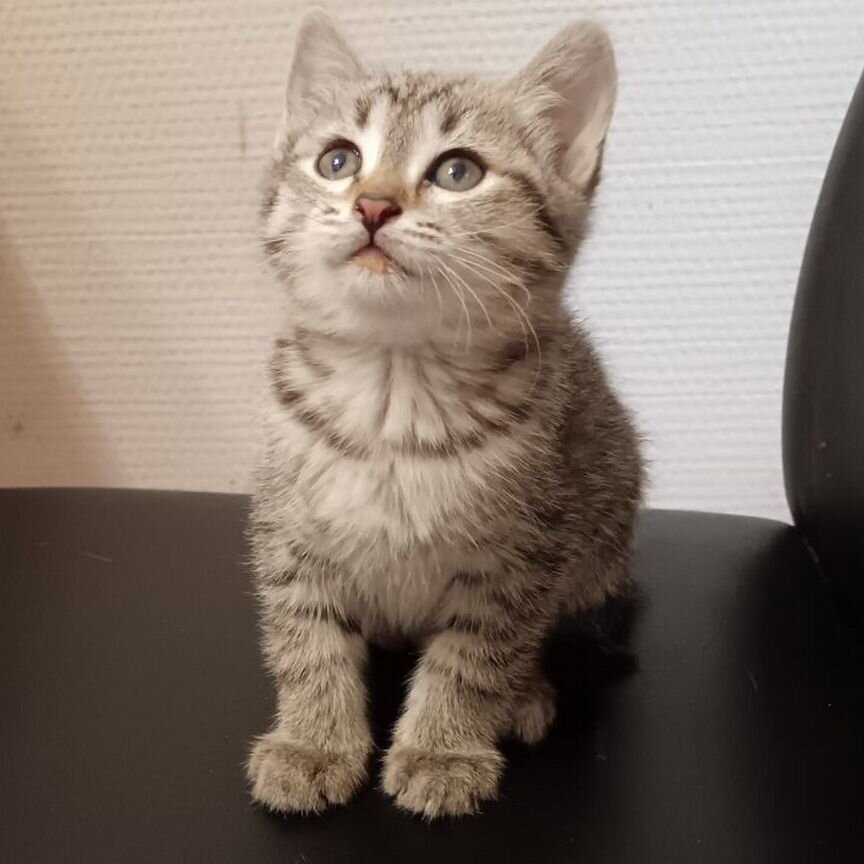 Котенок