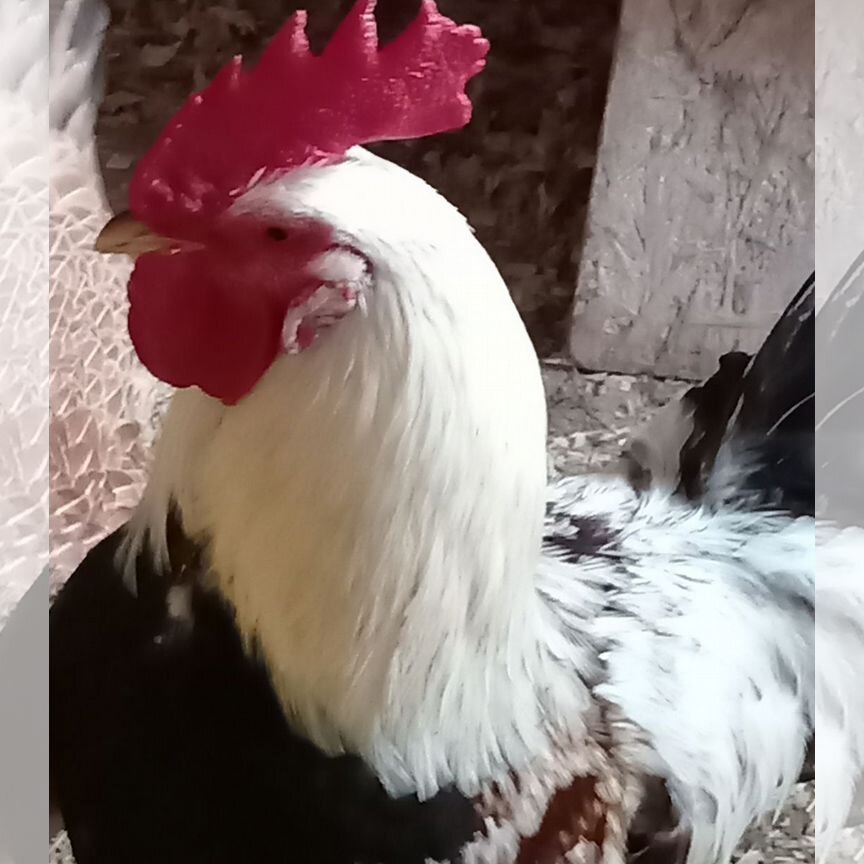 Петушок породы загорская лососевая