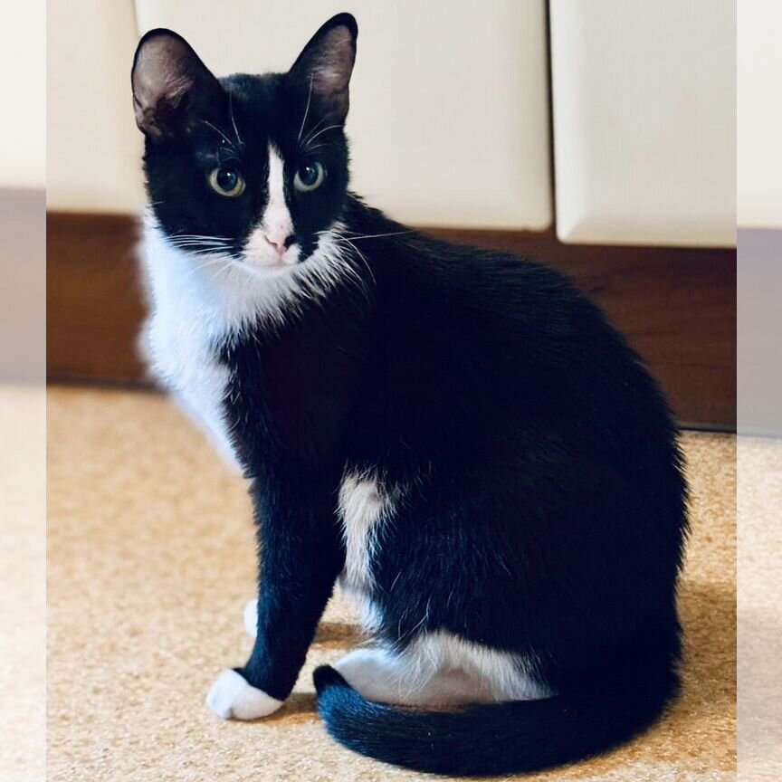 Кошечка ручная