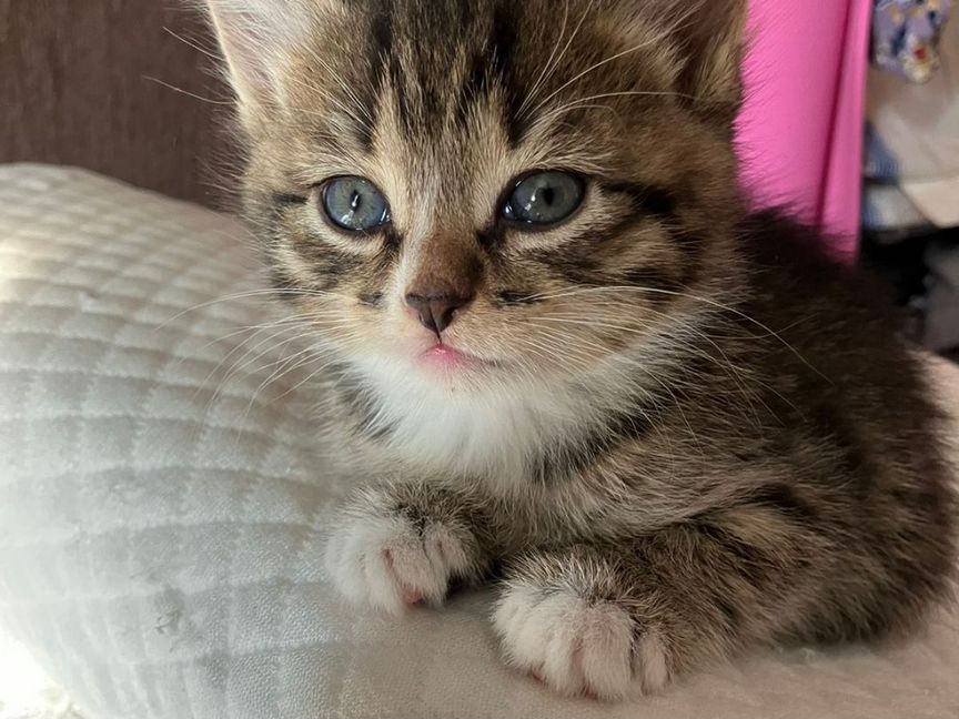 Котенок в доме руки от домашней кошки