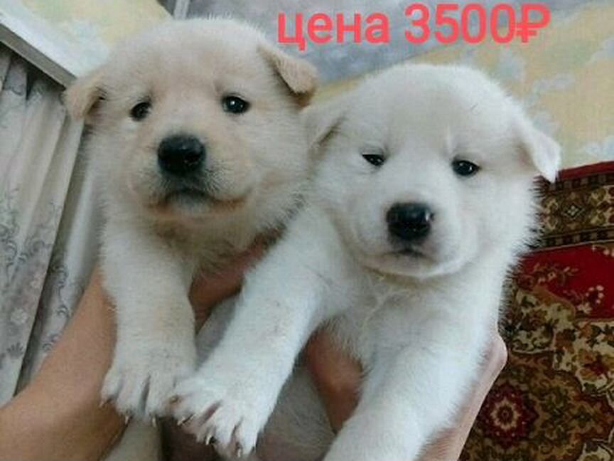 Щенки от лабрадора
