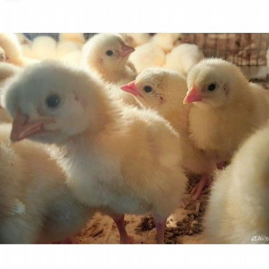 Цыплята бройлеры