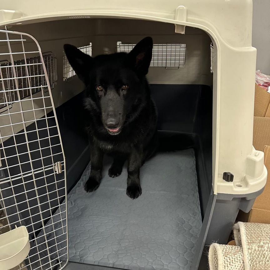 Переноска для крупных собак в самолет