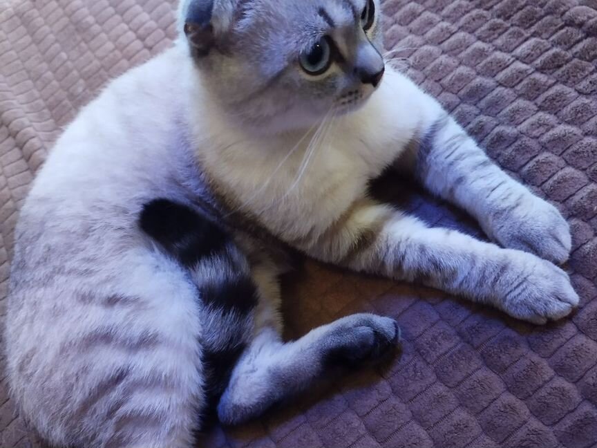 Кот