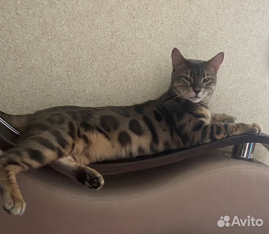 Бенгальская кошка