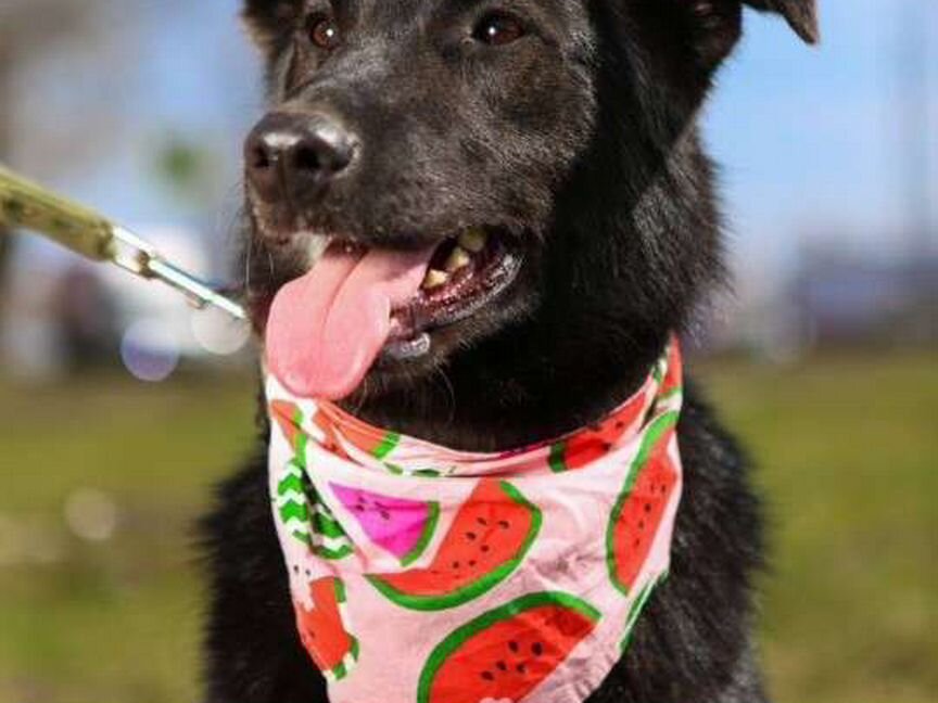 Собака в добрые руки