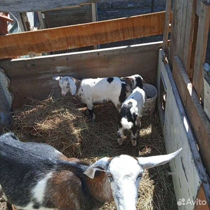 Коза и Козлята