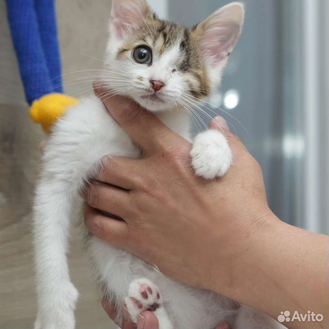 Котенок Боб 3,5 мес