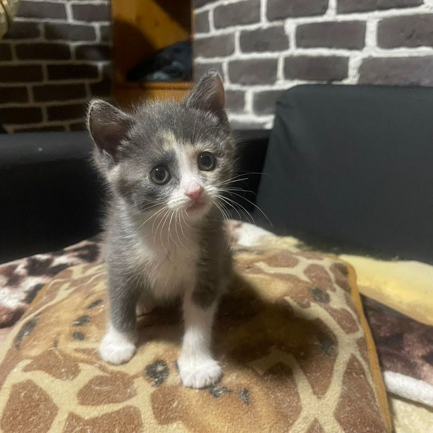 Две милашки в добрые руки