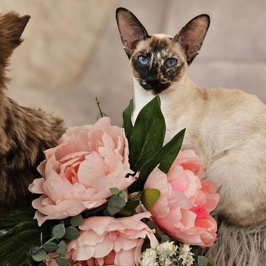 Ориентальный котёнок