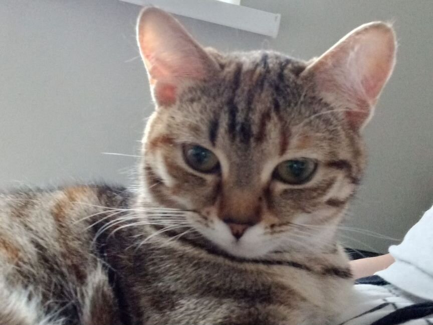 Любимая кошка ищет новый дом