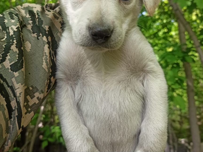 Маленькой нужен дом