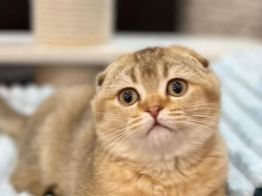 Шикарный вислоухий котик