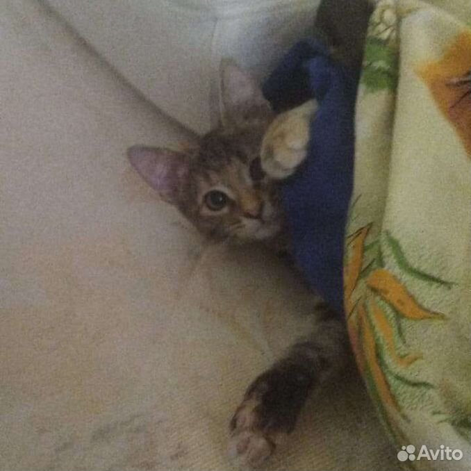 Милое создание, спасенное из подвала, ищет дом