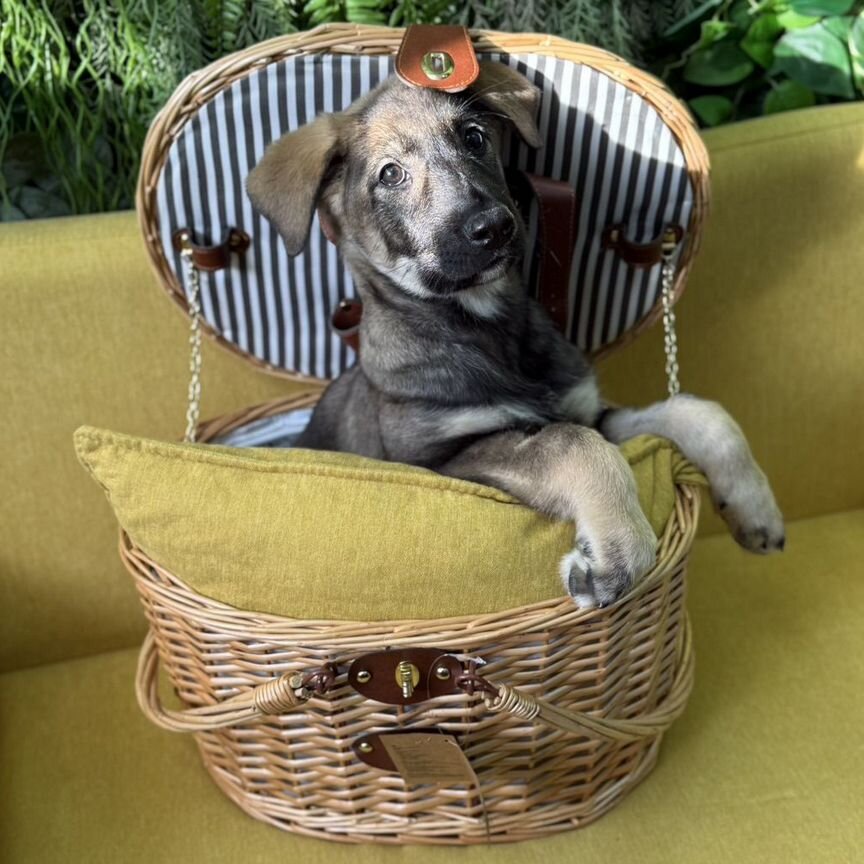 Щенок в добрые руки