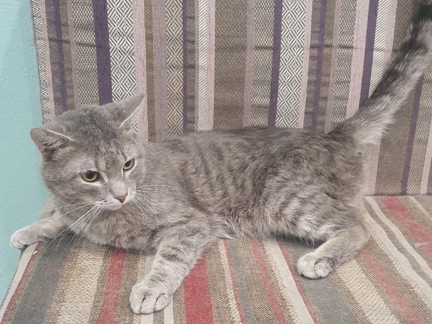 Котик молоденький