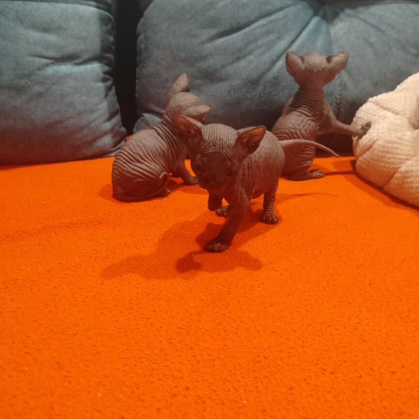 Продажа котят сфинксов