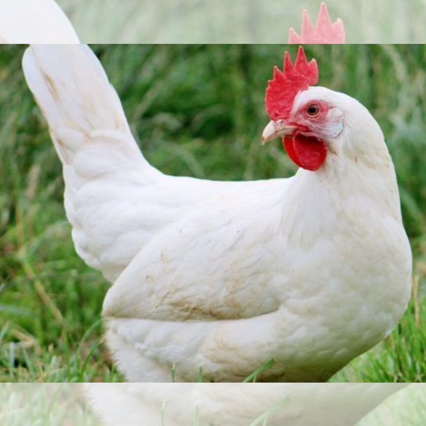 Куры несушки