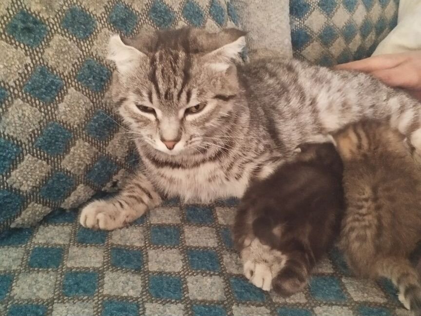 Шотландские вислоухие котята бесплатно