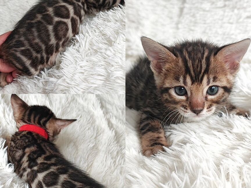 Чистокровные бенгальские котята