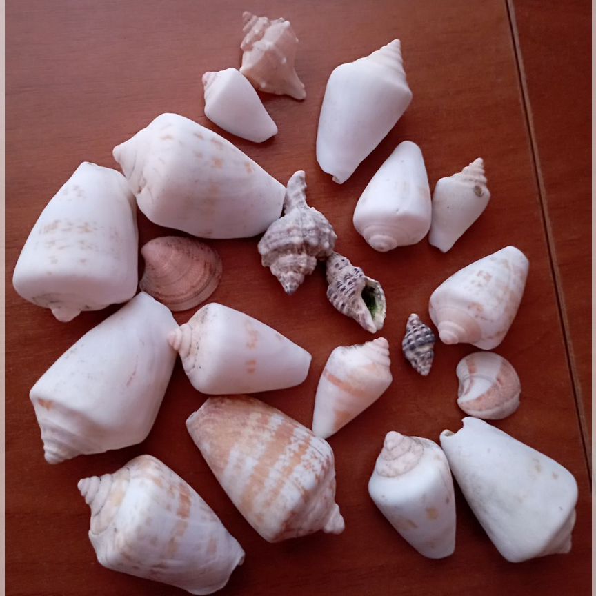 Ракушки морские