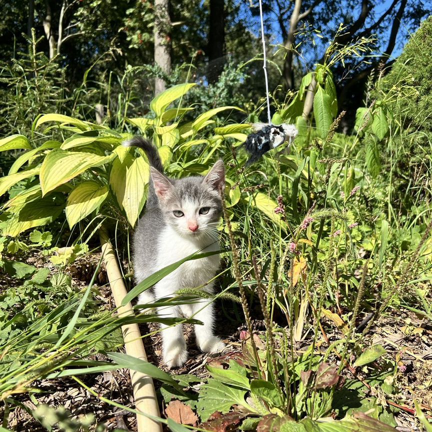 Котенок в добрые руки